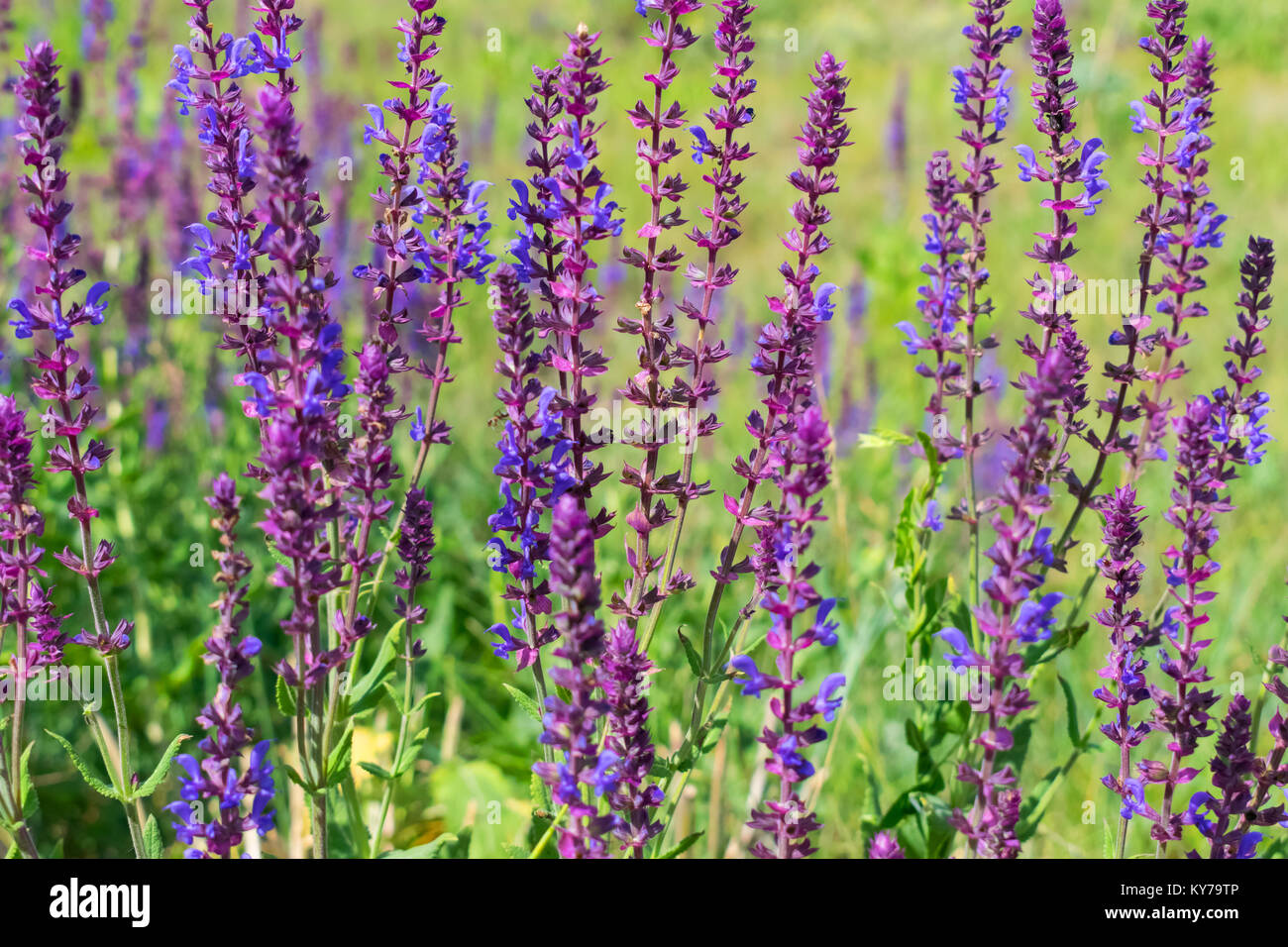 Wild sage growing on the hill in summer Stock Photo - Alamy