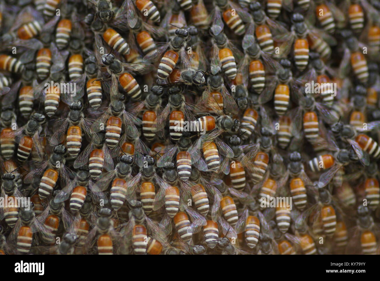 Red dwarf honey bees hi-res stock photography and images - Alamy