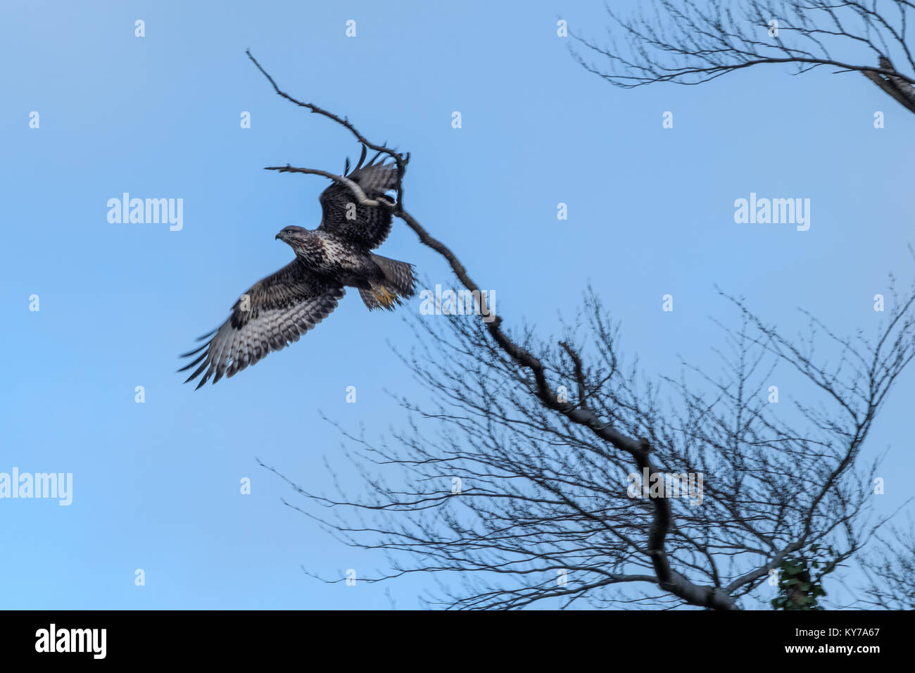 Turkey buzard hi-res stock photography and images - Alamy