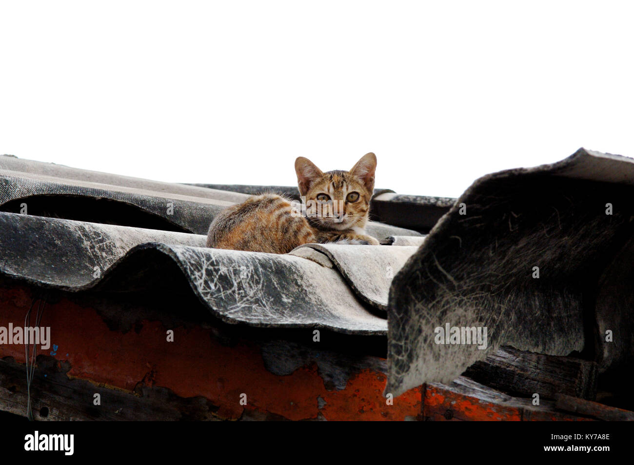 Cat on a roof - Fishing port harbour - Hua Hin - Thailand Stock Photo ...