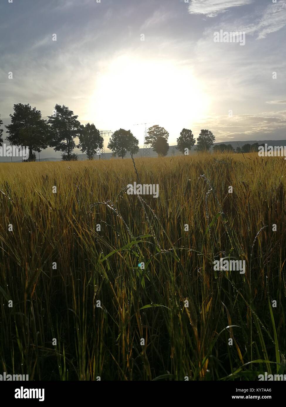 A shining field in the morning sun with grass, trees and dew drops ...