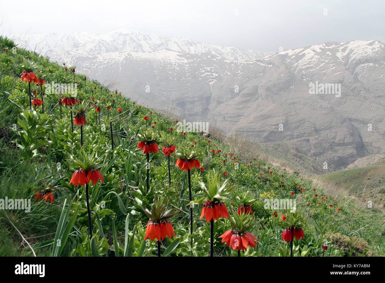 Flowers Of Iran at Marianne Fernandez blog