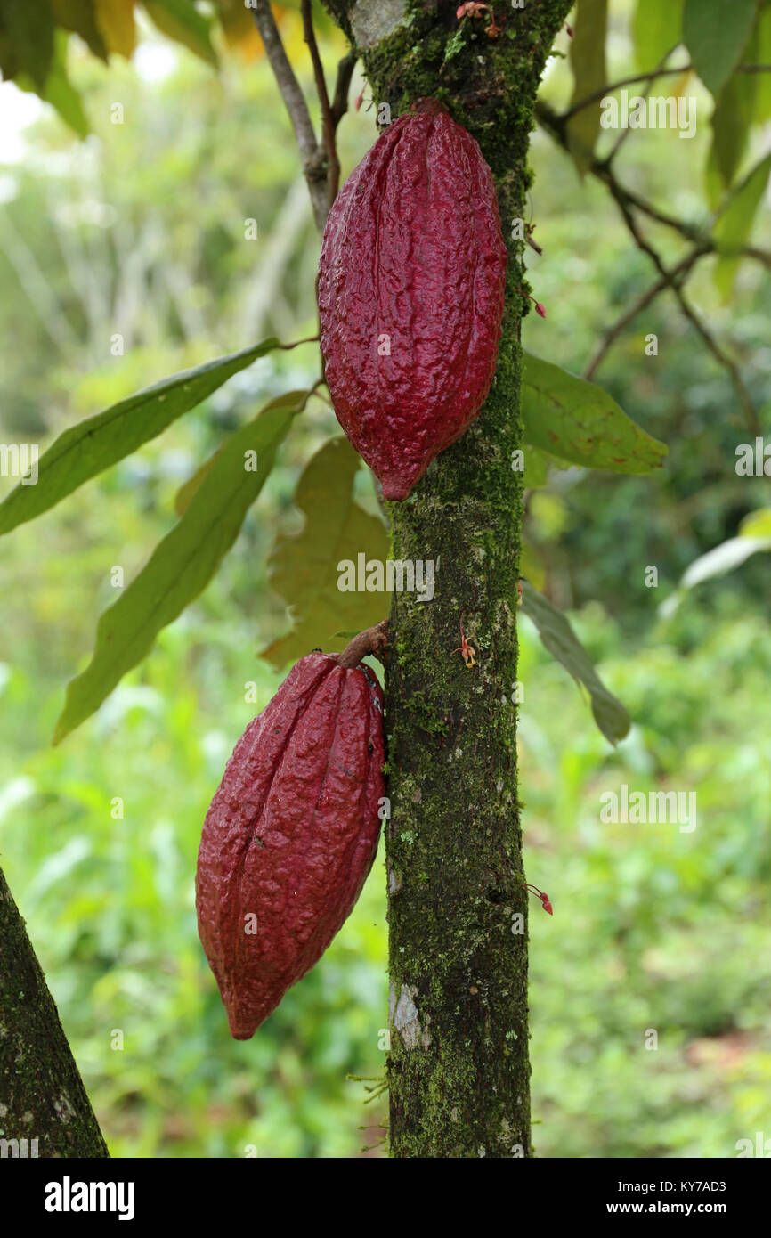 Cacao tree rainforest hi-res stock photography and images - Alamy