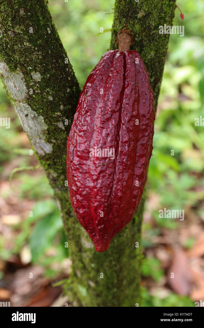 Cacao tree rainforest hi-res stock photography and images - Alamy