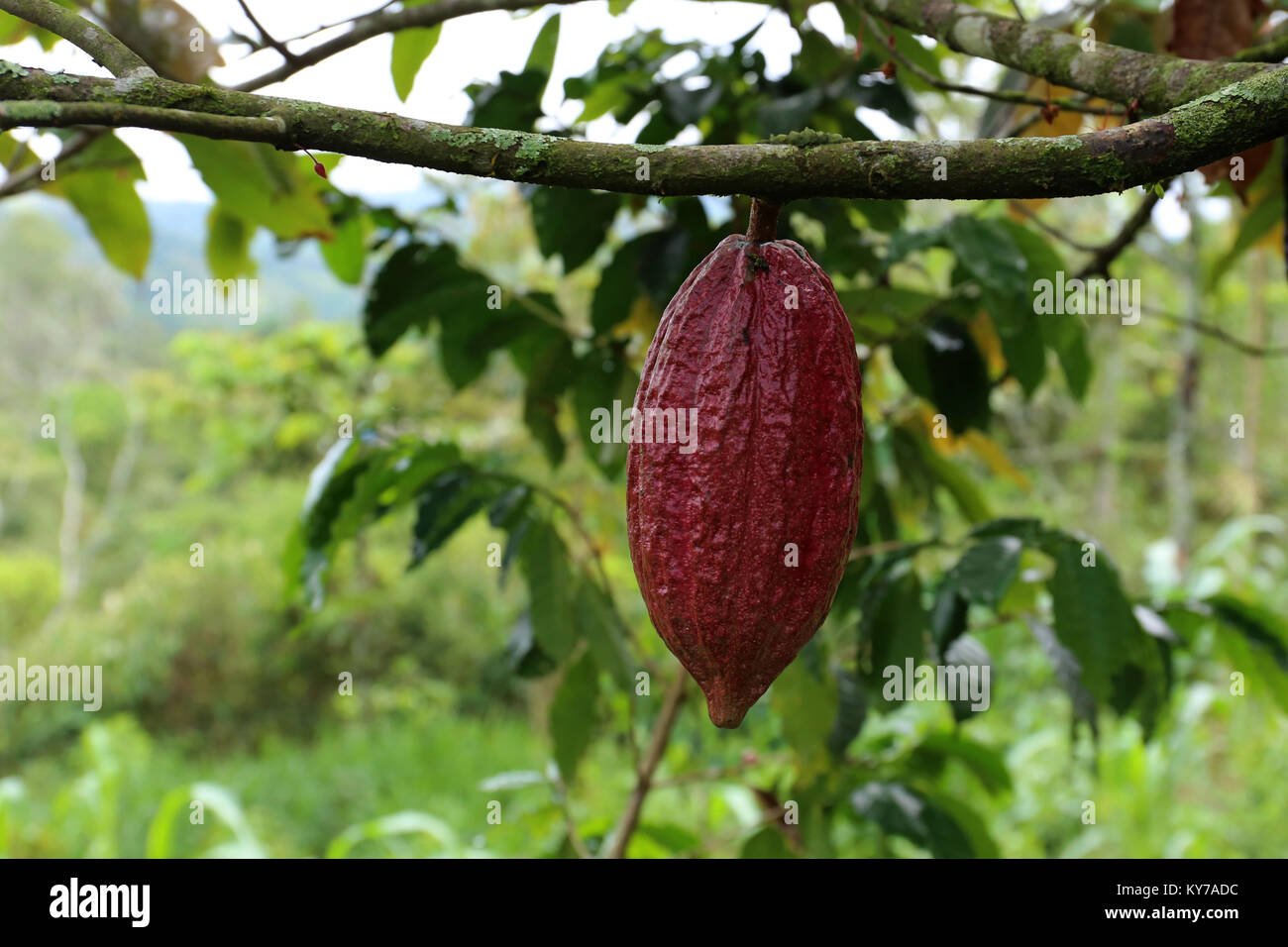 Cacao Tree - Theobroma cacao - Organic cocoa fruit pods Stock Photo - Alamy