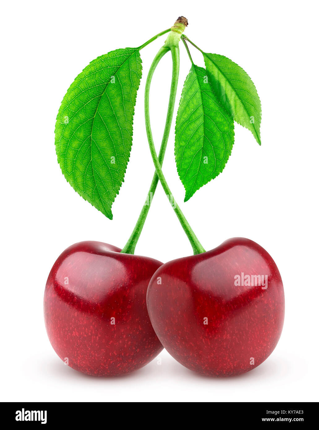 Sweet cherries on branch Cut Out Stock Images & Pictures - Alamy