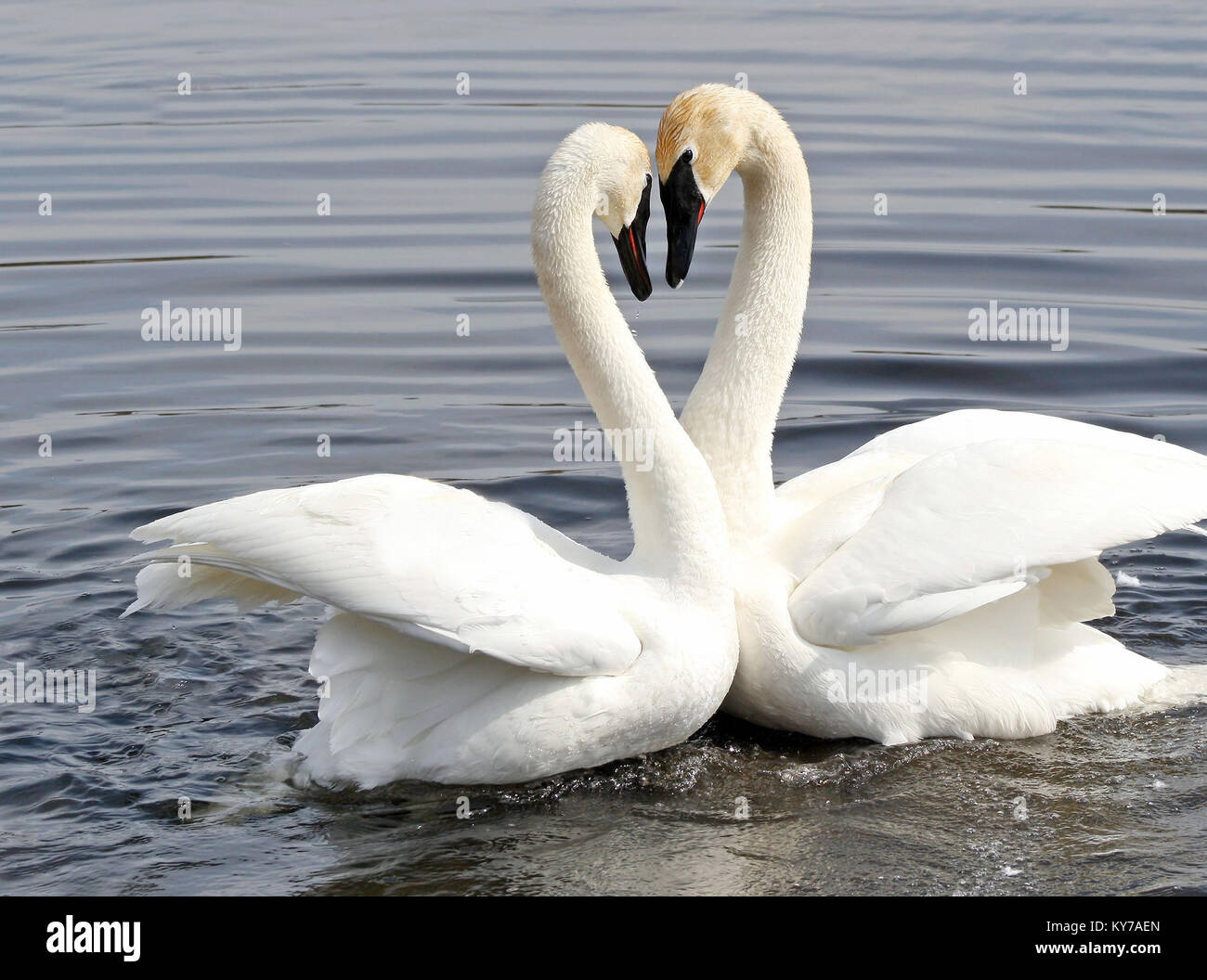 Beauty two swans hi-res stock photography and images - Alamy