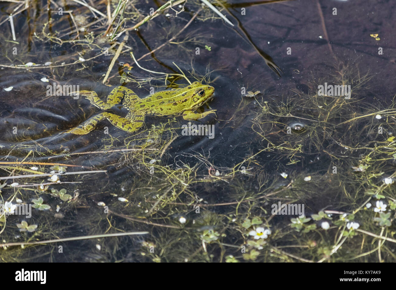 Pelophylax perezi. Beautiful green frog is swimming in the pool ...