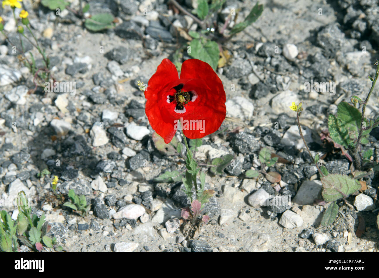 Poppy on the ground hi-res stock photography and images - Alamy