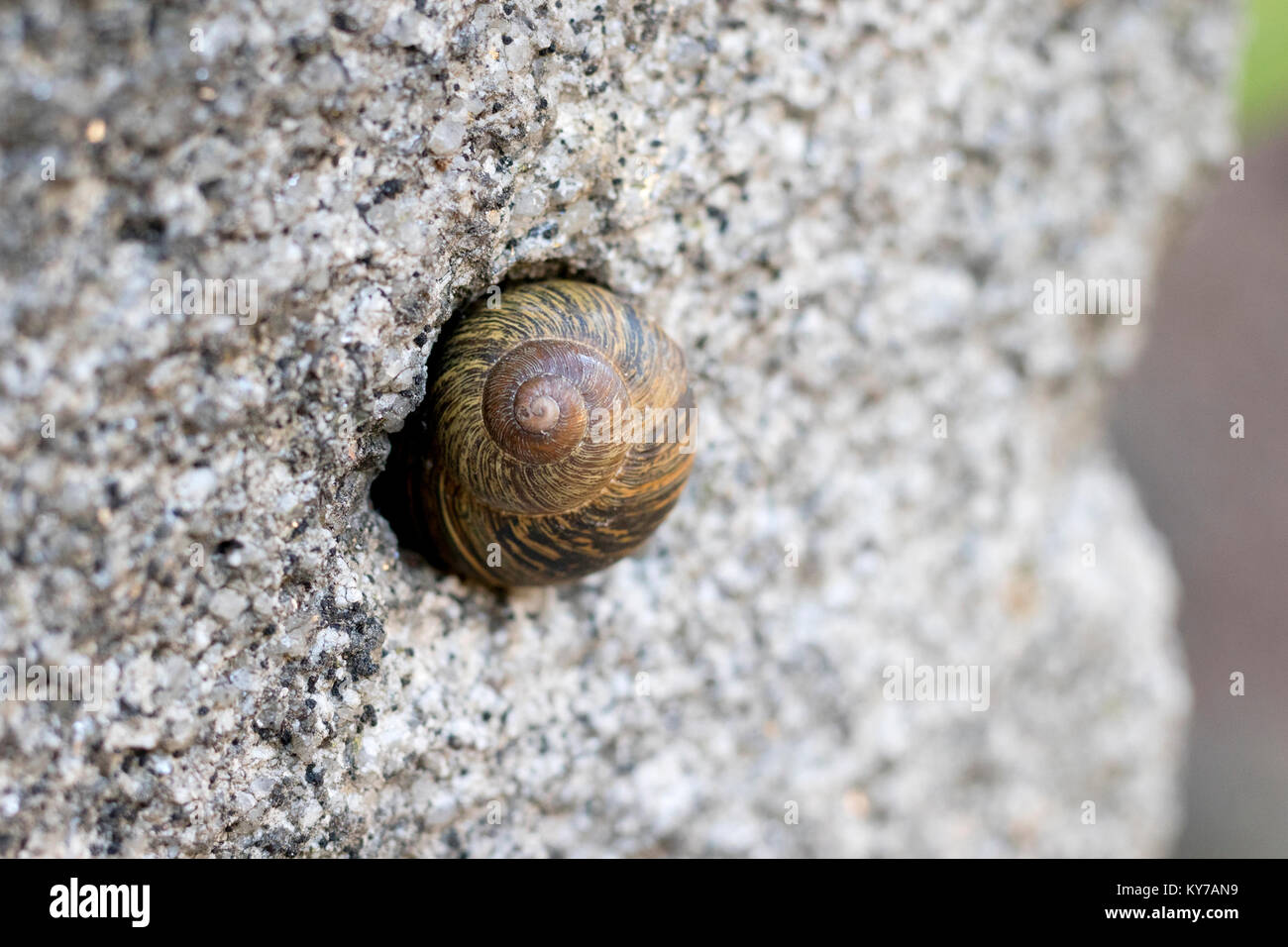 Slow Snail On Wall High Resolution Stock Photography and Images - Alamy