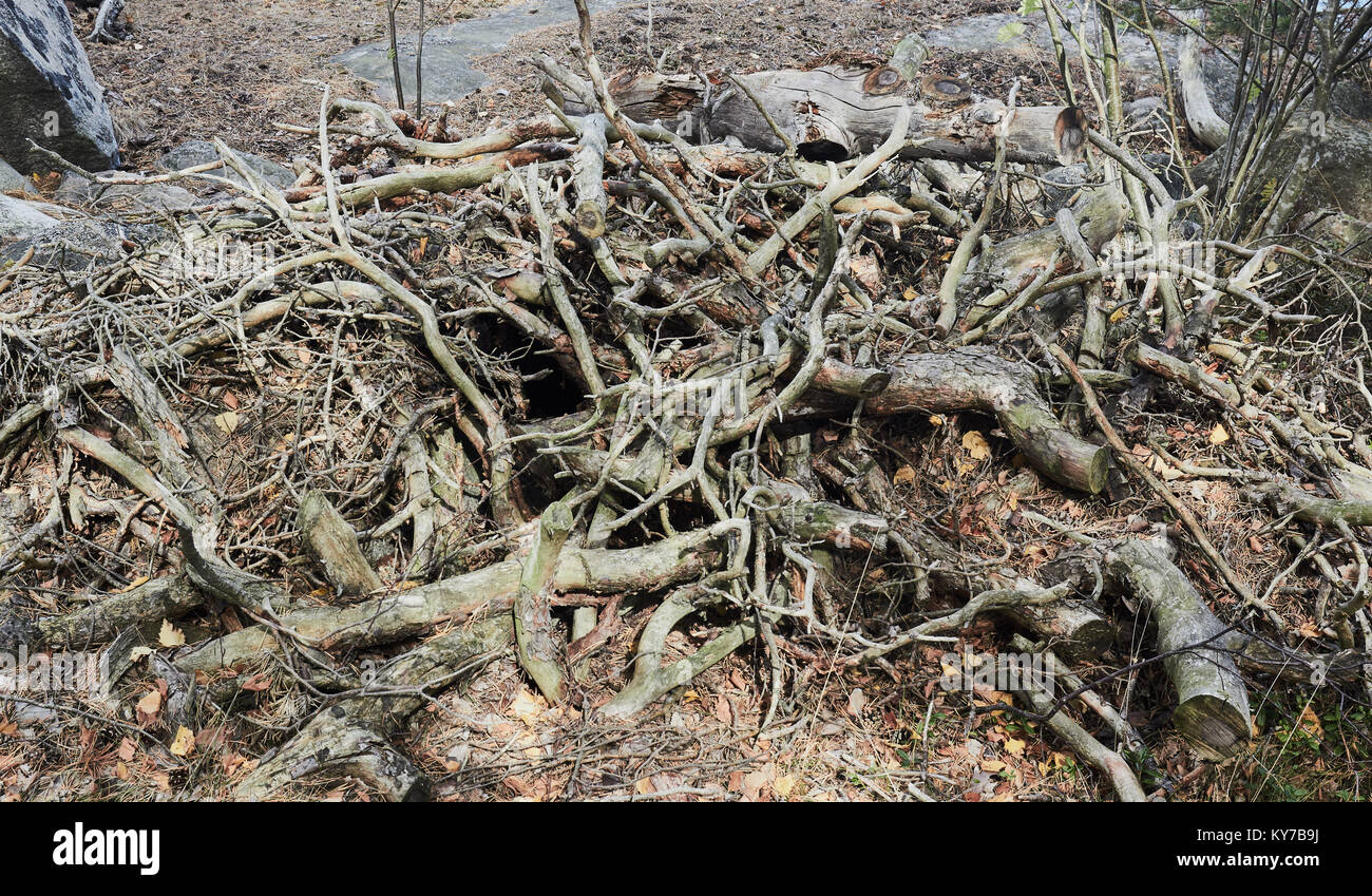Tangle of tree branches and roots in forest, Sweden Stock Photo - Alamy