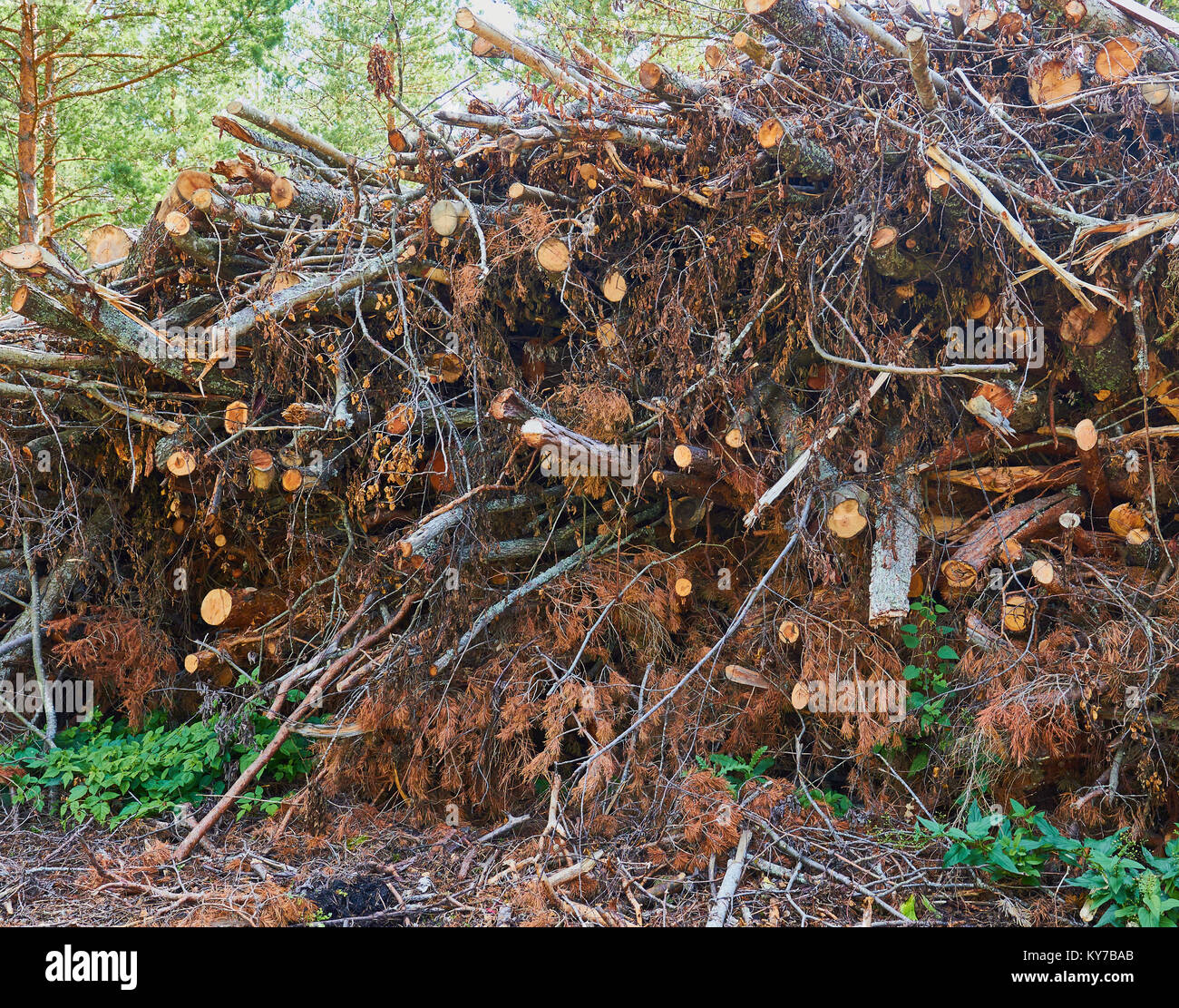 Chopped tree branches stacked up by roadside, Sweden Stock Photo - Alamy