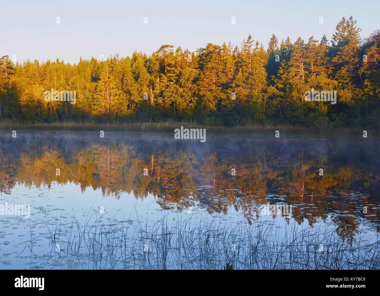 Trees in nordic countries hi-res stock photography and images - Alamy