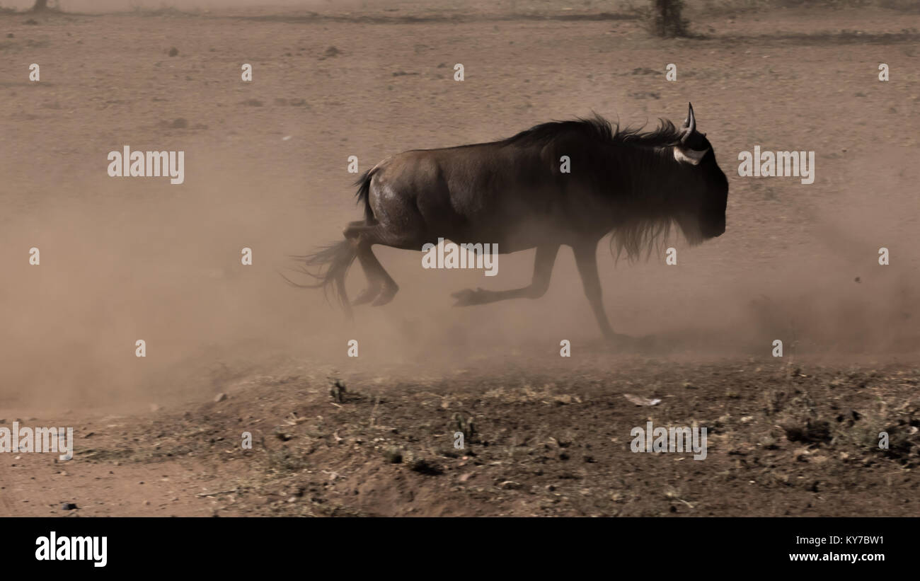 Wildebeest is running fast away from predator, cloud of dust and dirt ...