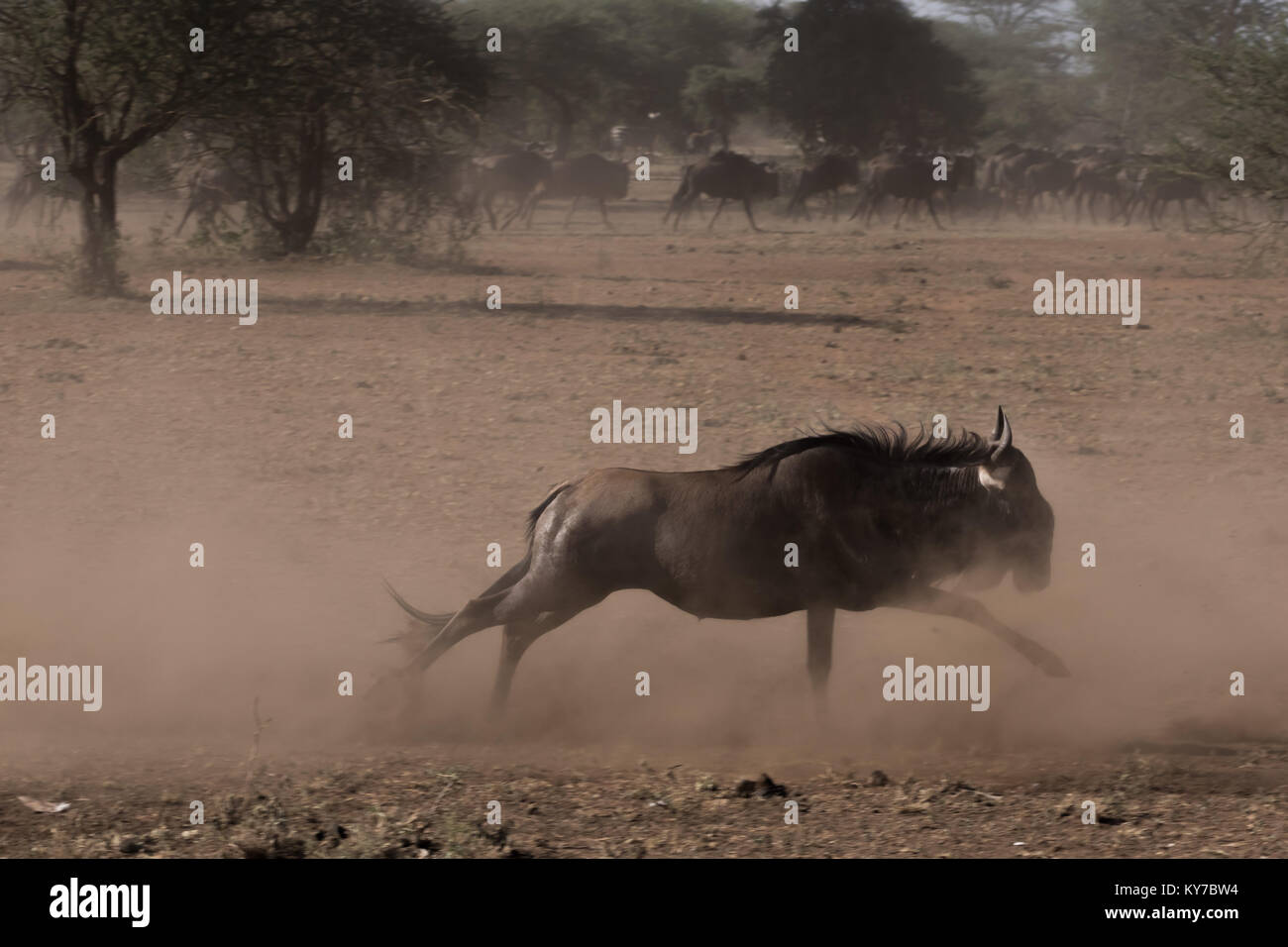 Wildebeest is running fast away from predator, cloud of dust and dirt ...
