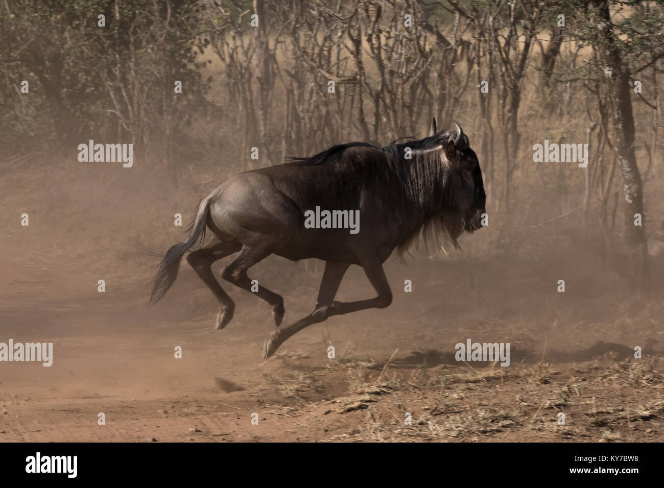Wildebeest frozen in jump. animal is running fast away from predator ...