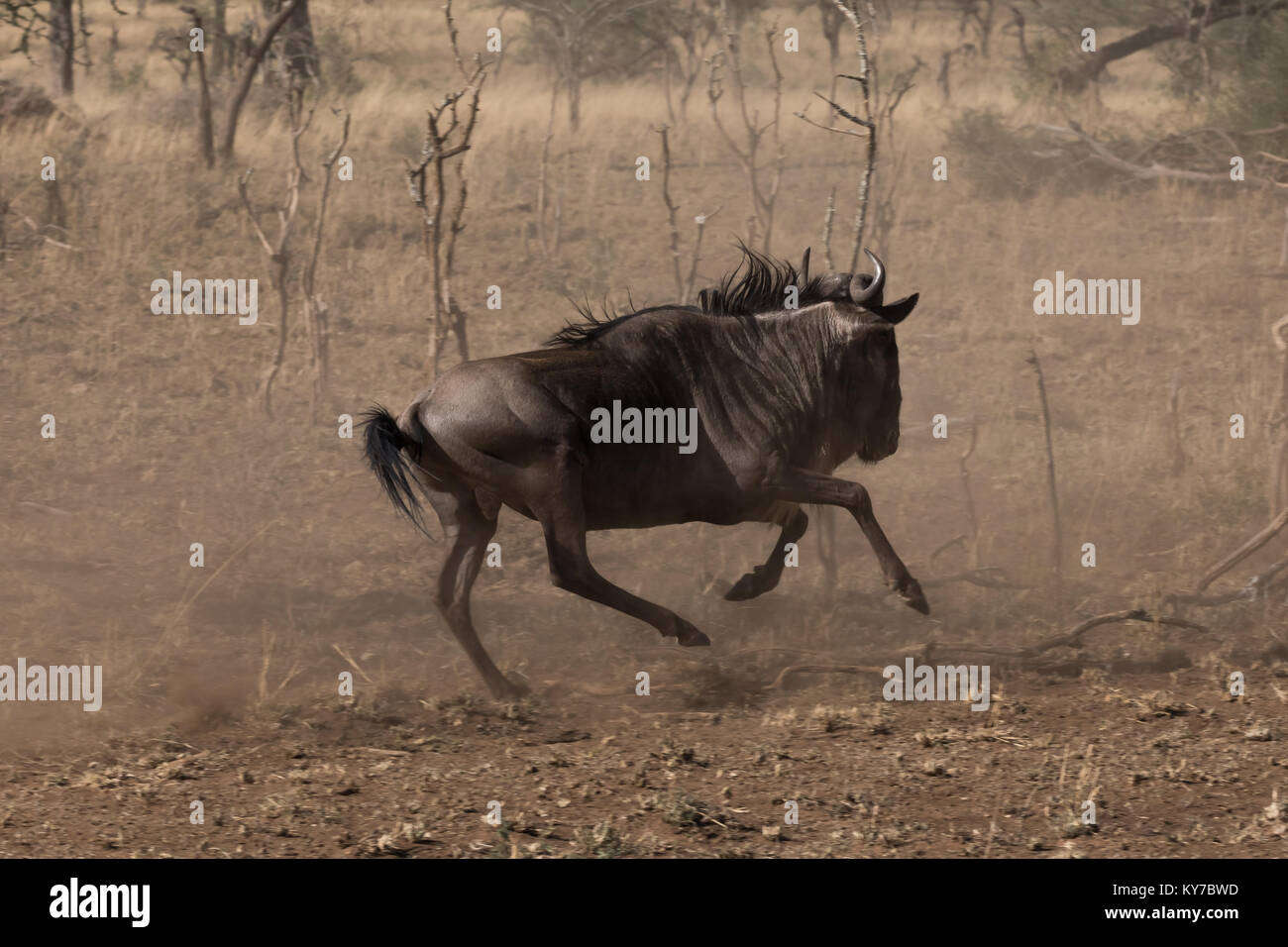 Wildebeest frozen in jump. animal is running fast away from predator ...