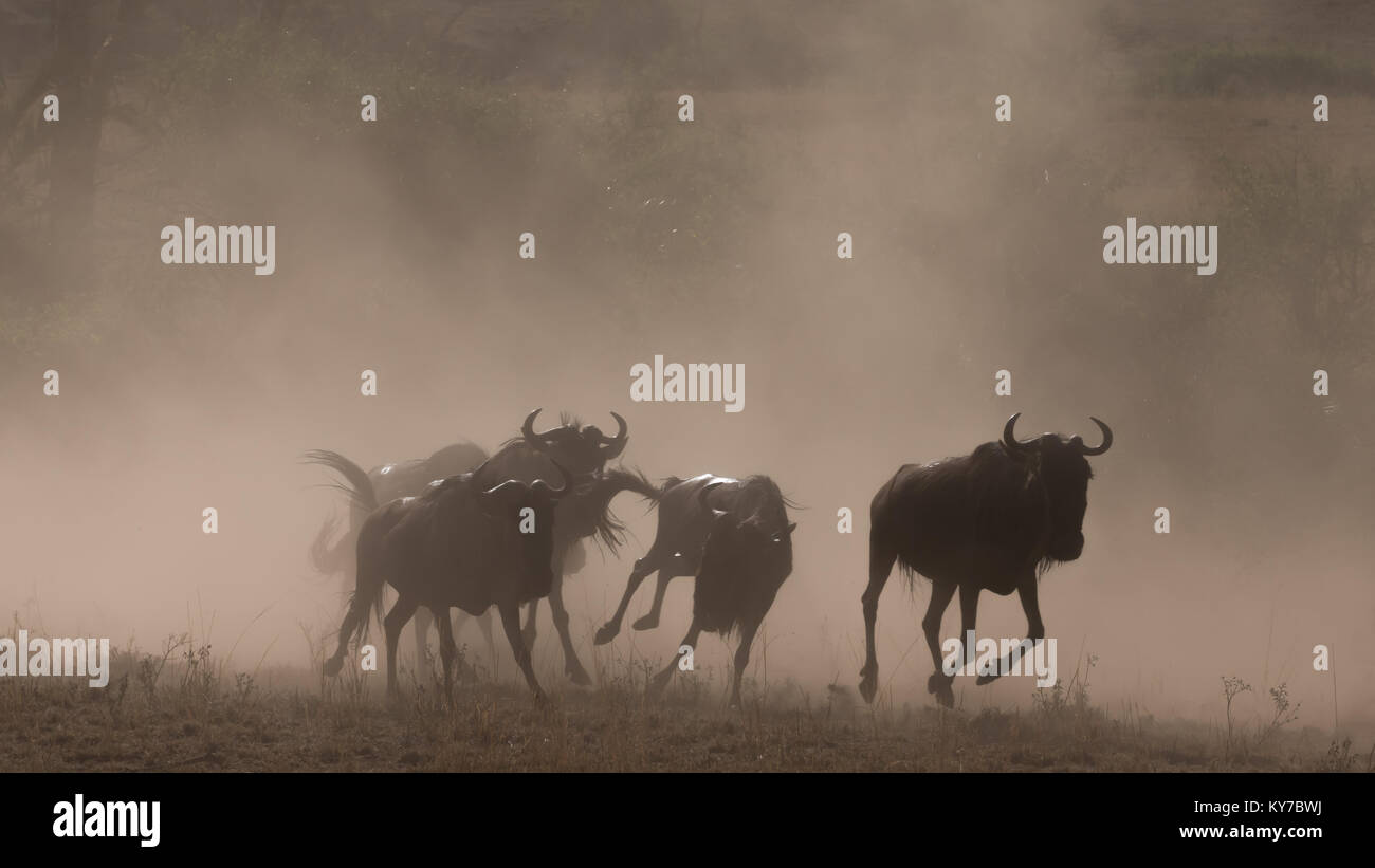 Mad herd of wildebeests running fast away from predator, cloud of dust ...