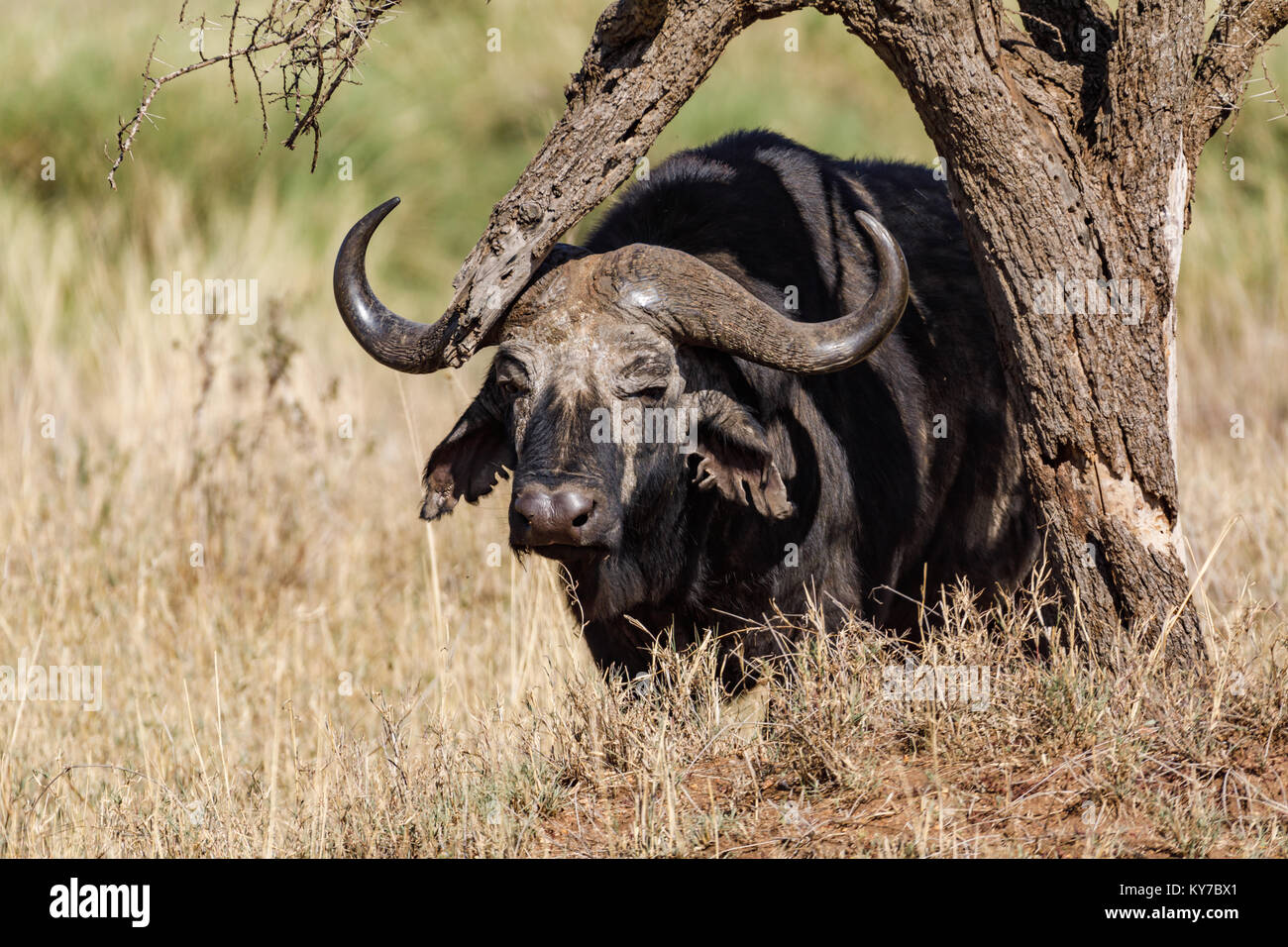 Lonely mature buffalo male scratching his back using tree branch in ...