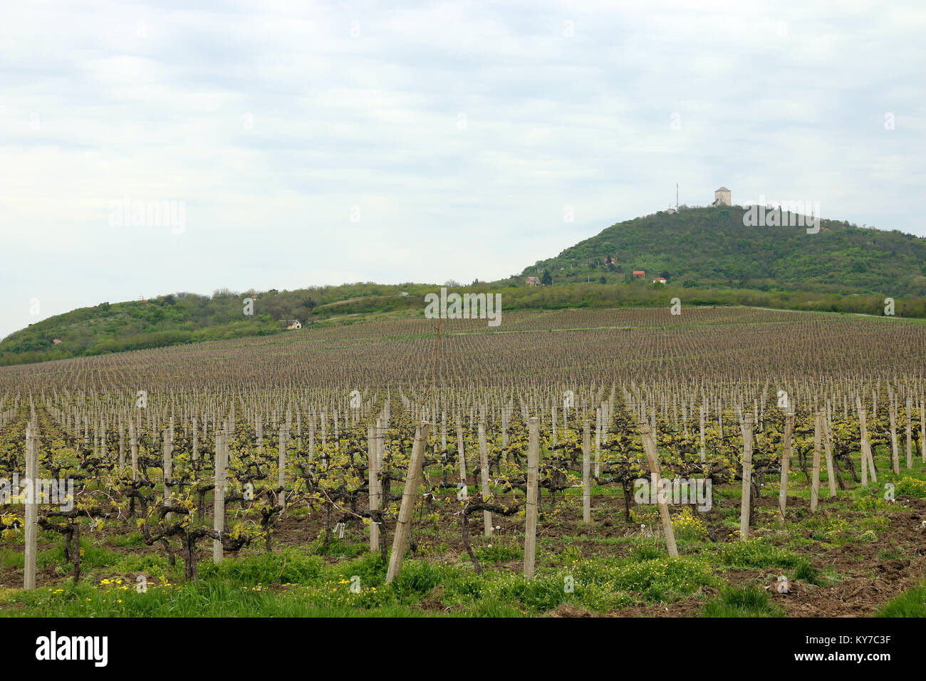Vineyard under hill landscape Stock Photo - Alamy