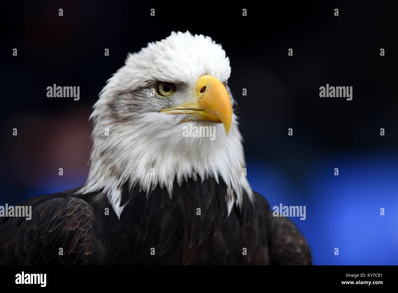 Crystal Palace mascot Kayla the Eagle during the Premier League match ...