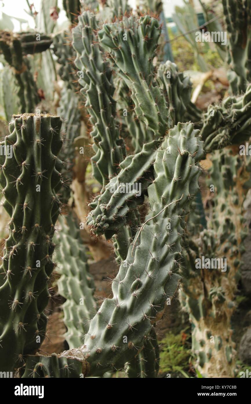 Peruvian cactus cereus peruvianus hi-res stock photography and images ...