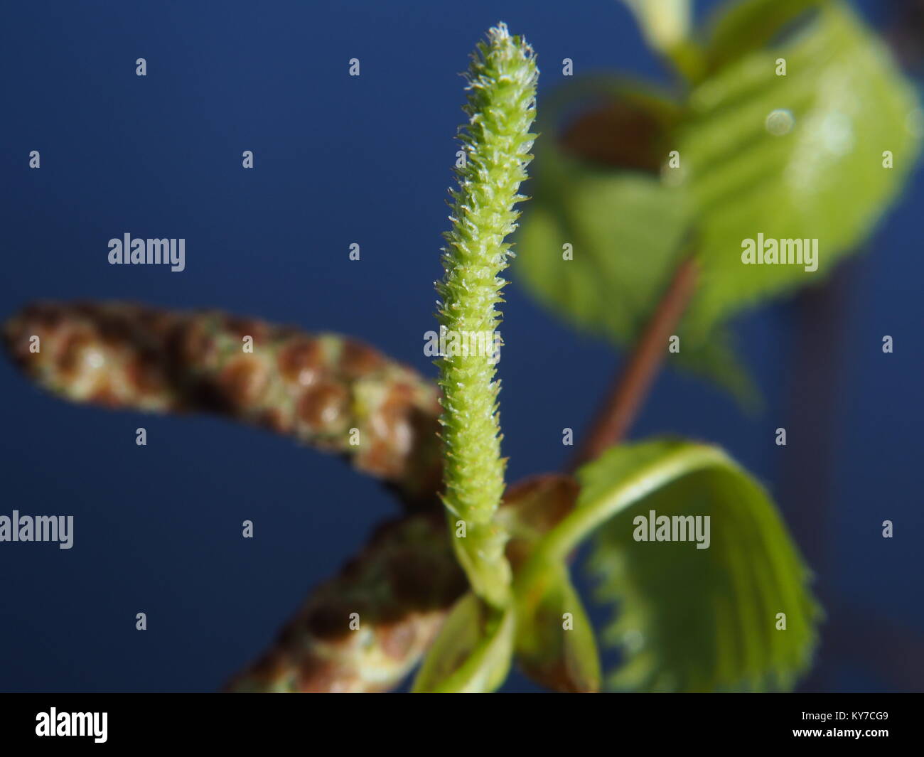 The blossoming of spring birch leaves. The on a blue background. Buds ...