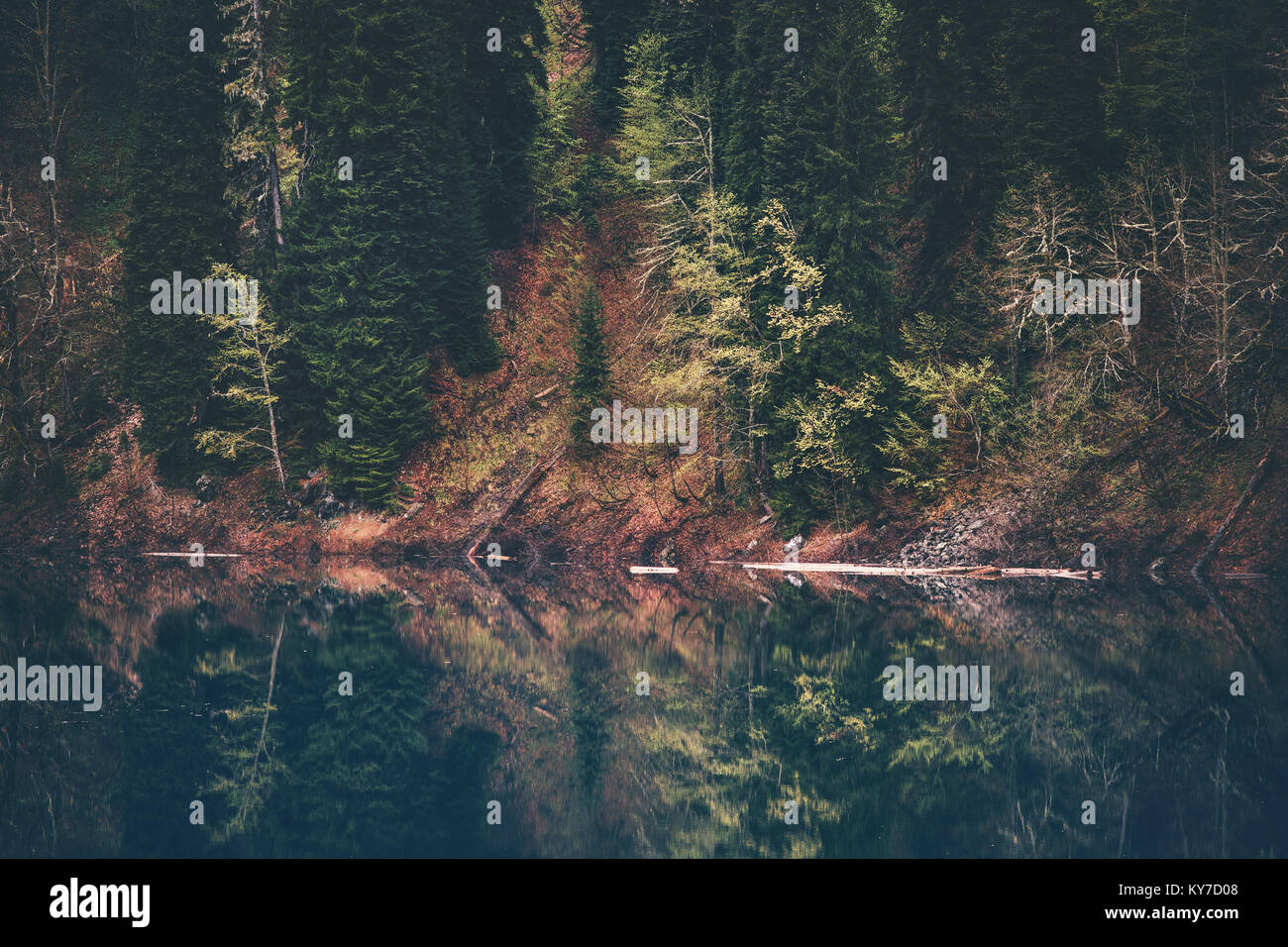 Coniferous Forest and lake mirror reflection wild woods landscape ...