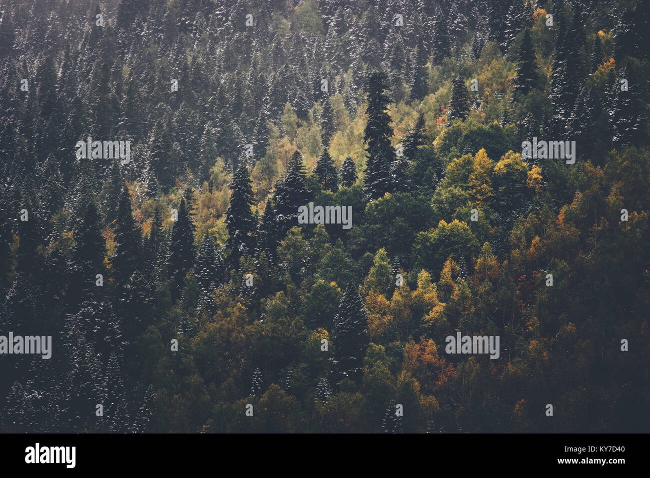 Coniferous Forest Landscape aerial view background Travel serene scenic ...