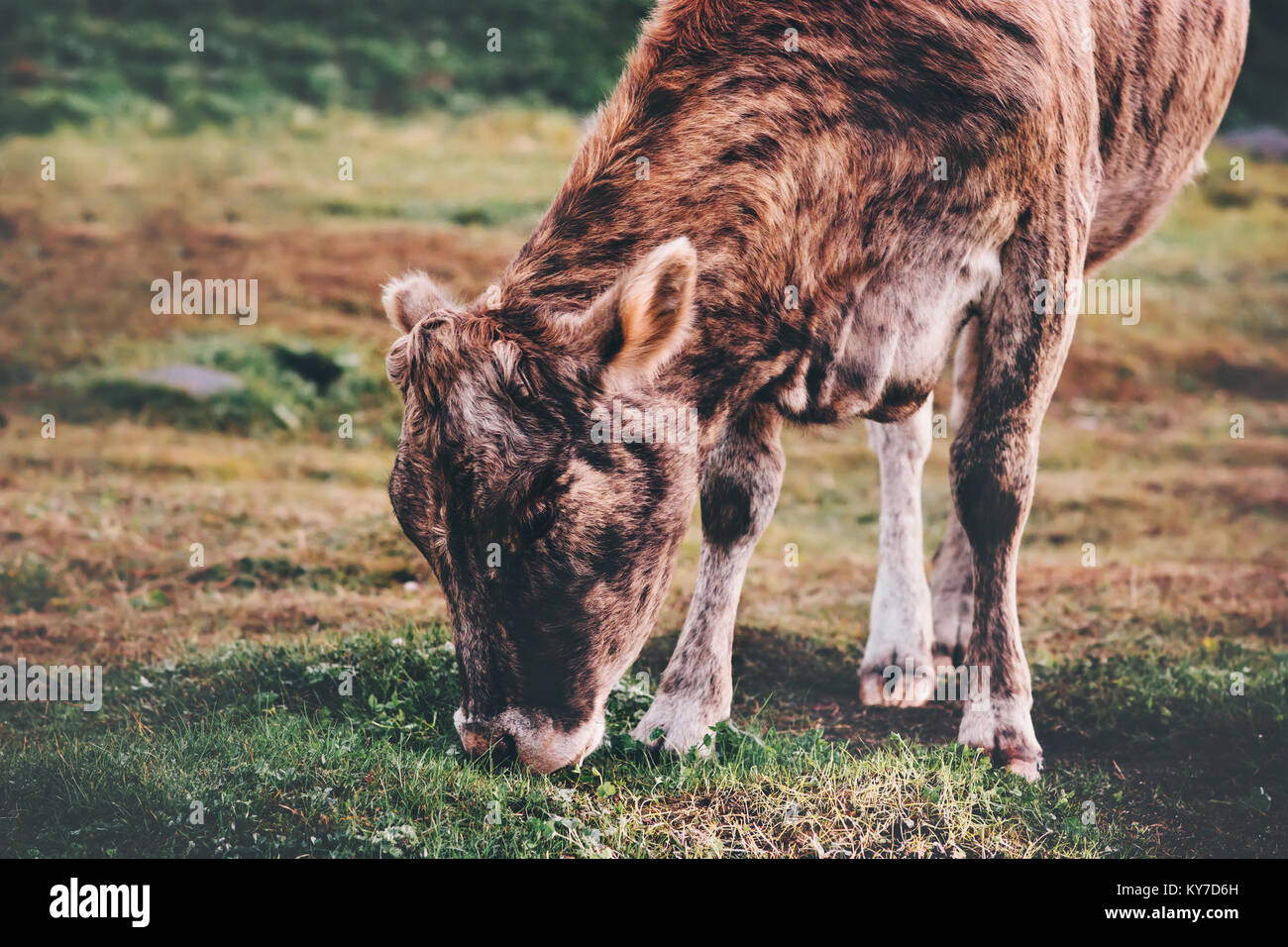 Brown Cow Farm Animal at alpine green valley summer pasture Stock Photo ...