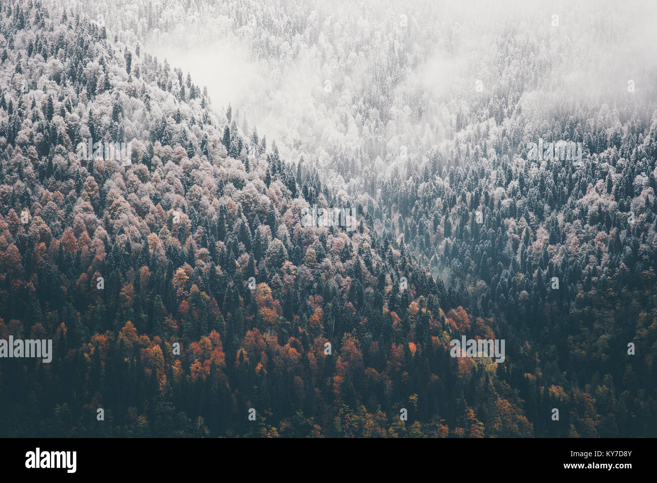 Coniferous forest landscape aerial hi-res stock photography and images ...