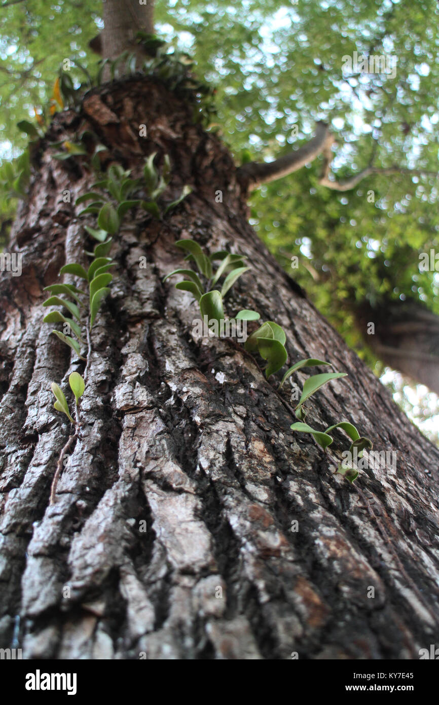 tree of lines Stock Photo - Alamy