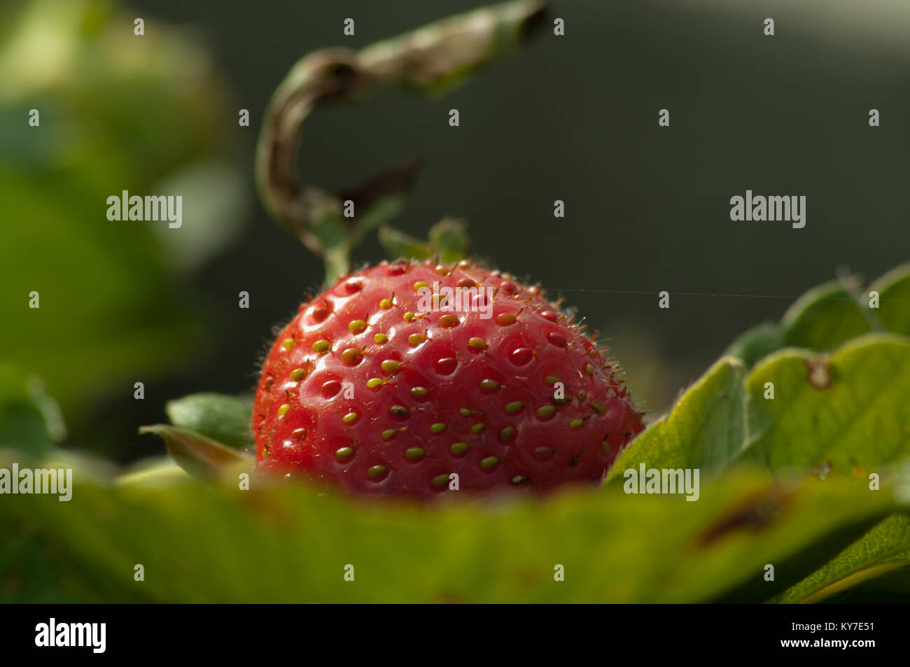 wild small strawberries in the Woods forest Stock Photo - Alamy