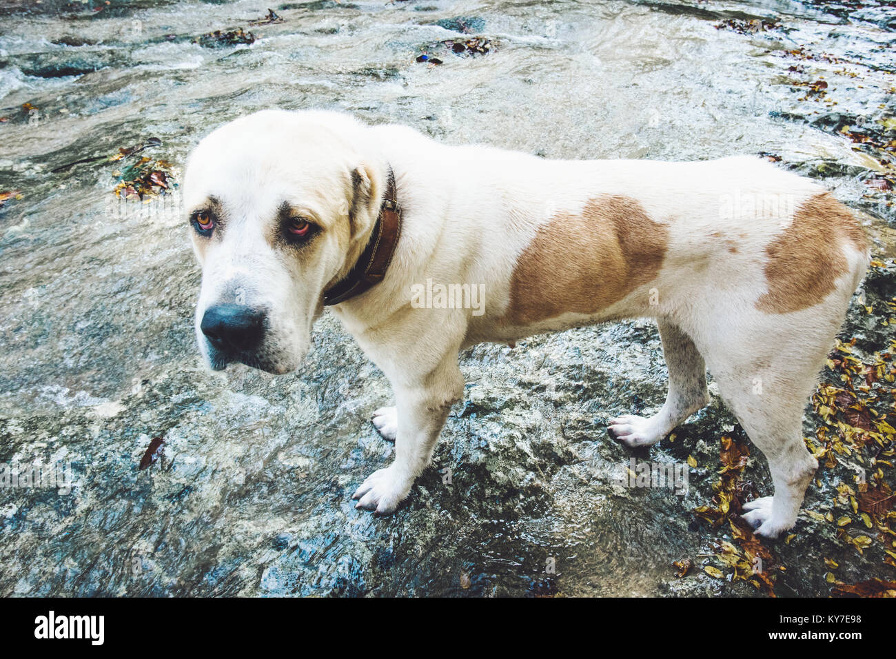 Central asian shepherd dog hi-res stock photography and images - Alamy