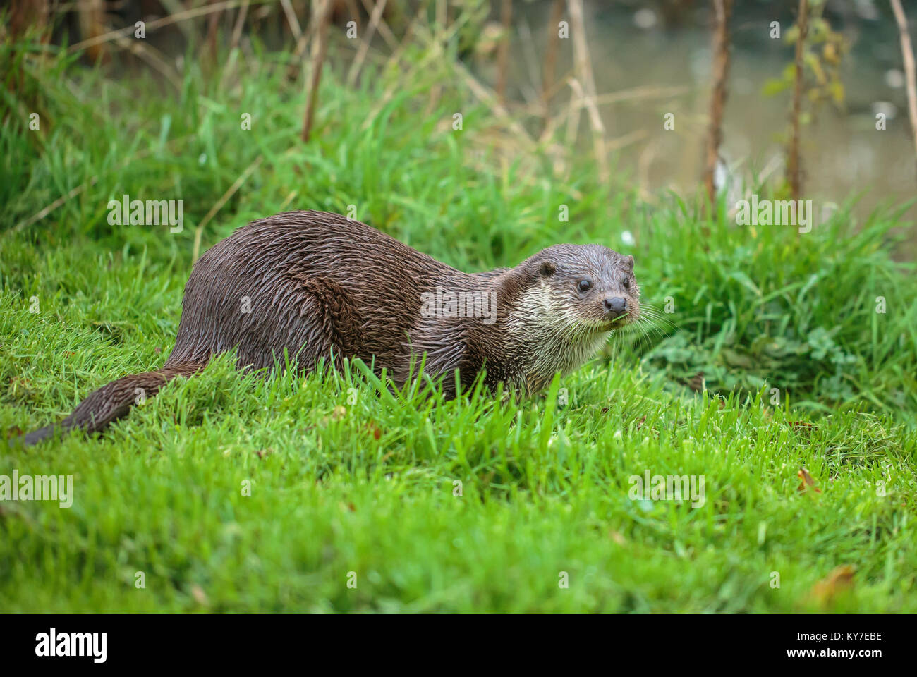 Eurasian or Common otter Stock Photo - Alamy