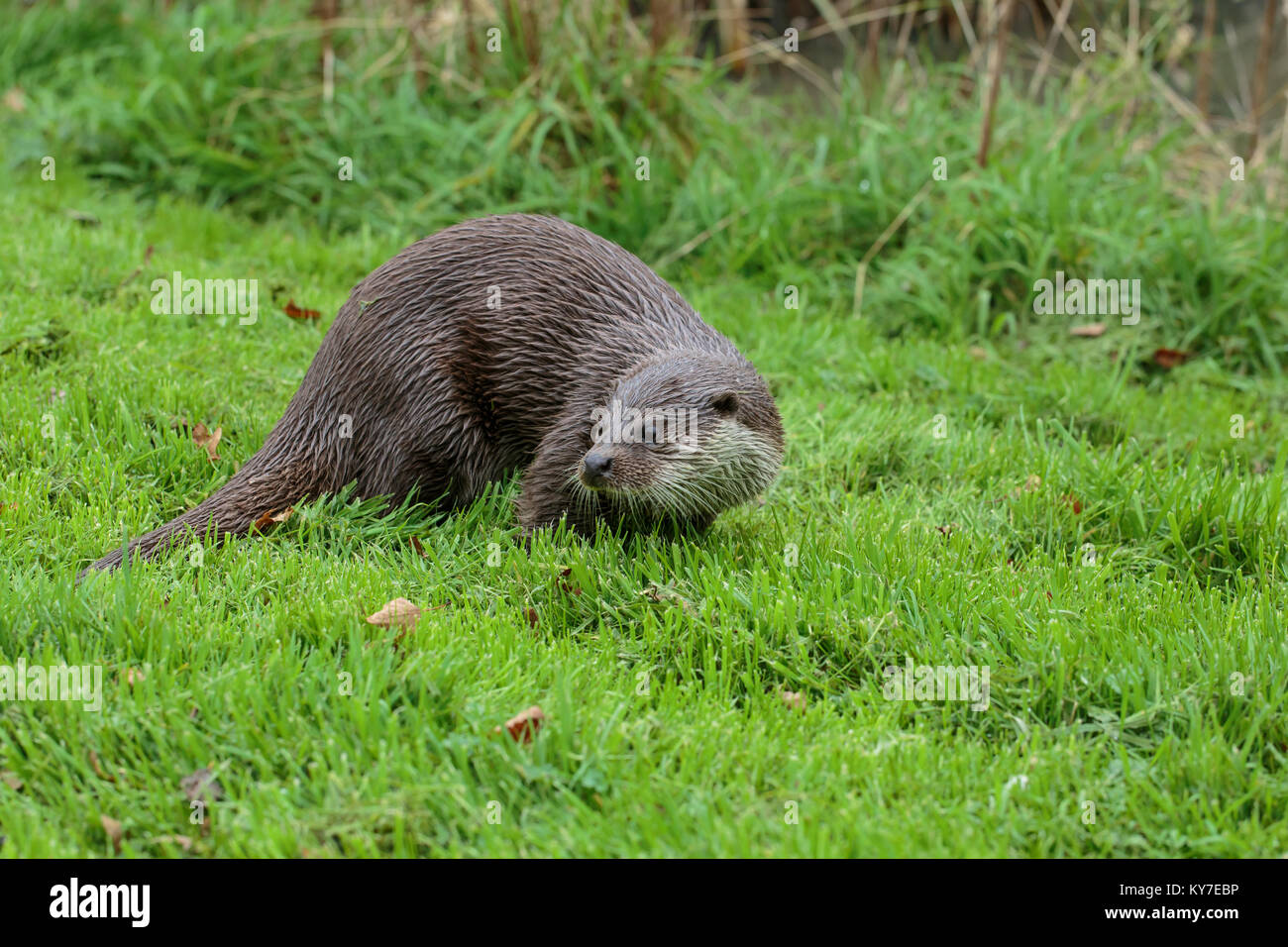 Eurasian or Common otter Stock Photo - Alamy