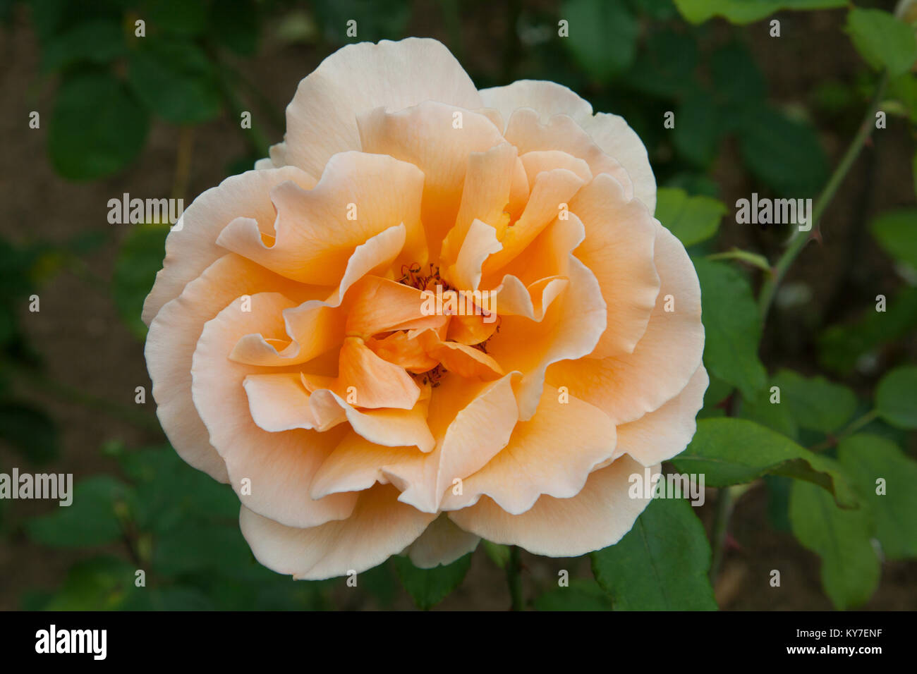Rose Just Joey Stock Photo - Alamy