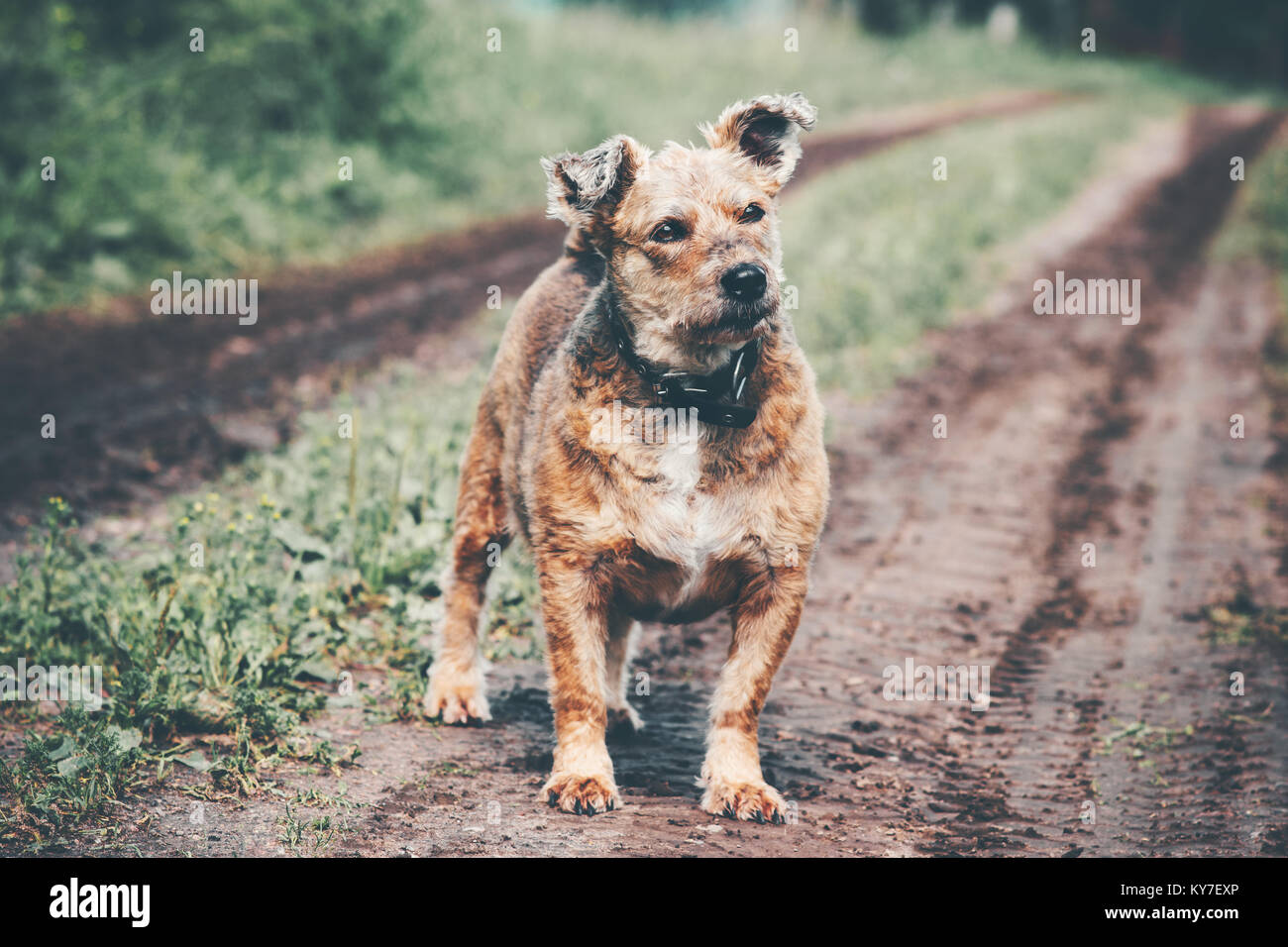 Zoo animals road hi-res stock photography and images - Alamy