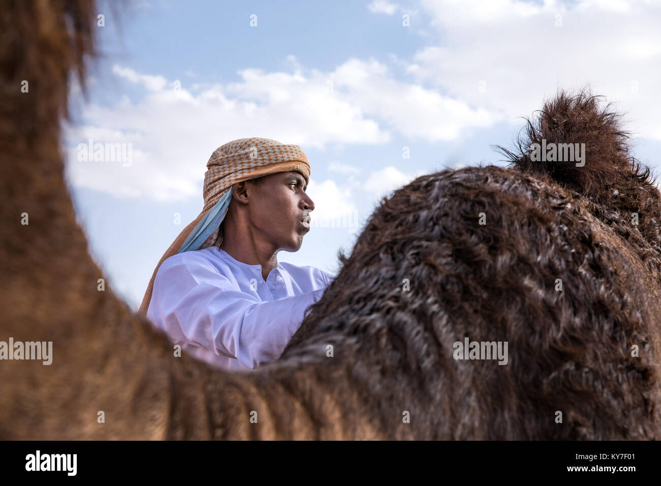 Abu Dhabi, UAE - Dec 15, 2017: A proud man grooming his black show ...