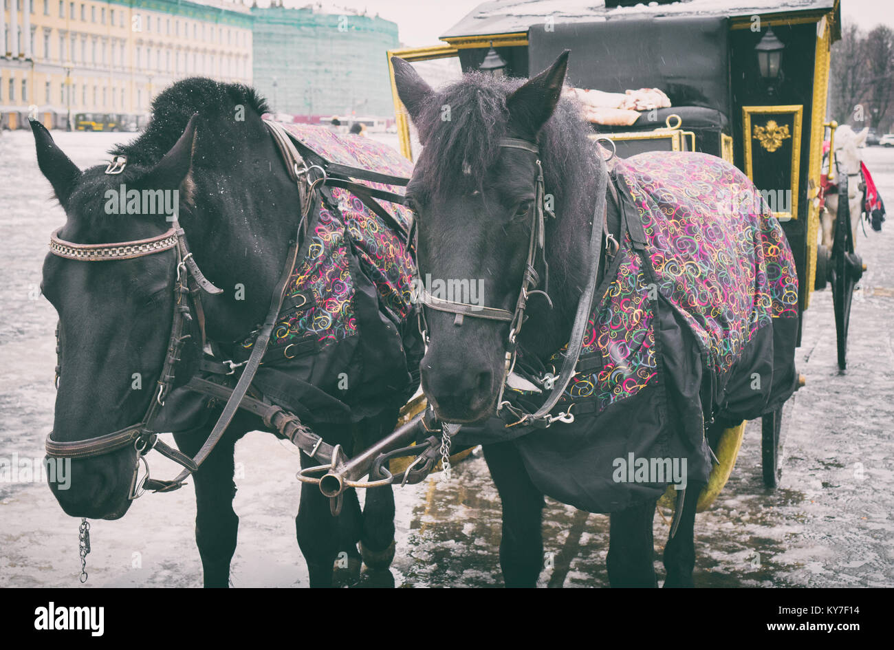 Russian carriage museum horse hi-res stock photography and images - Alamy