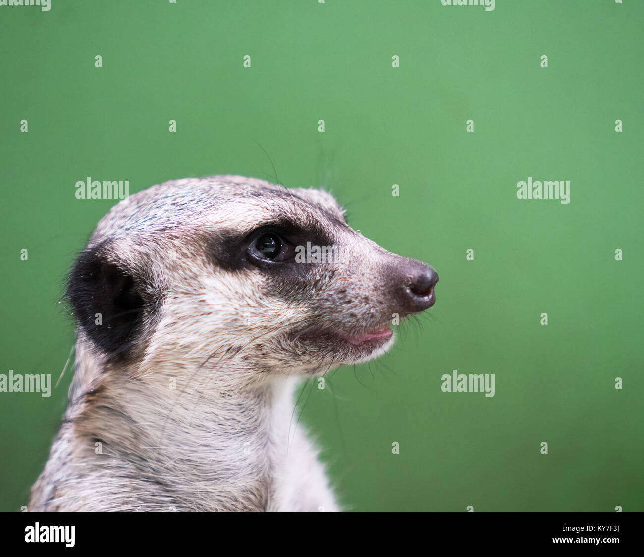 Portrait of a meerkat on a green background Stock Photo - Alamy