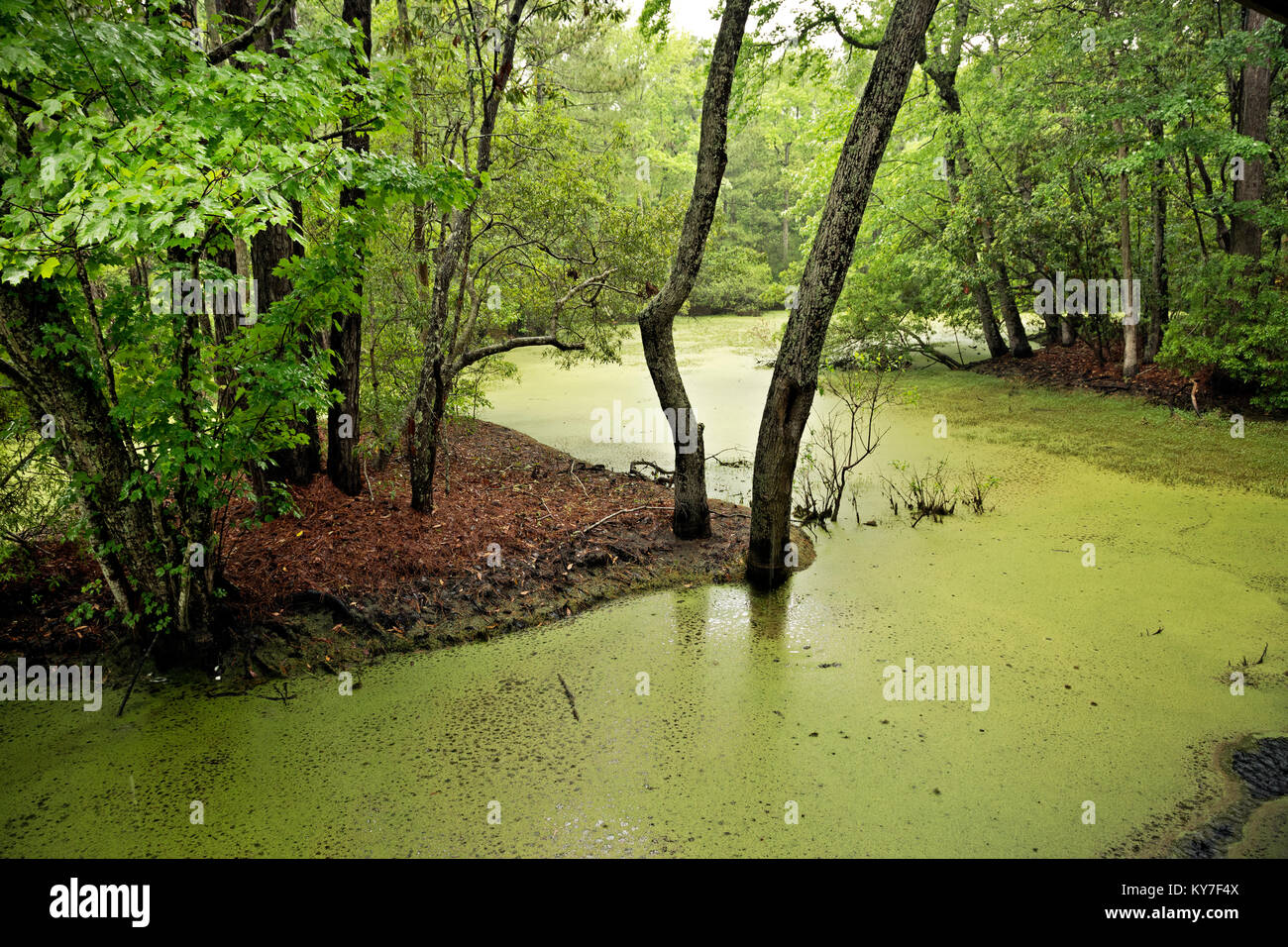 Green swamp nature preserve north carolina hi-res stock photography and ...