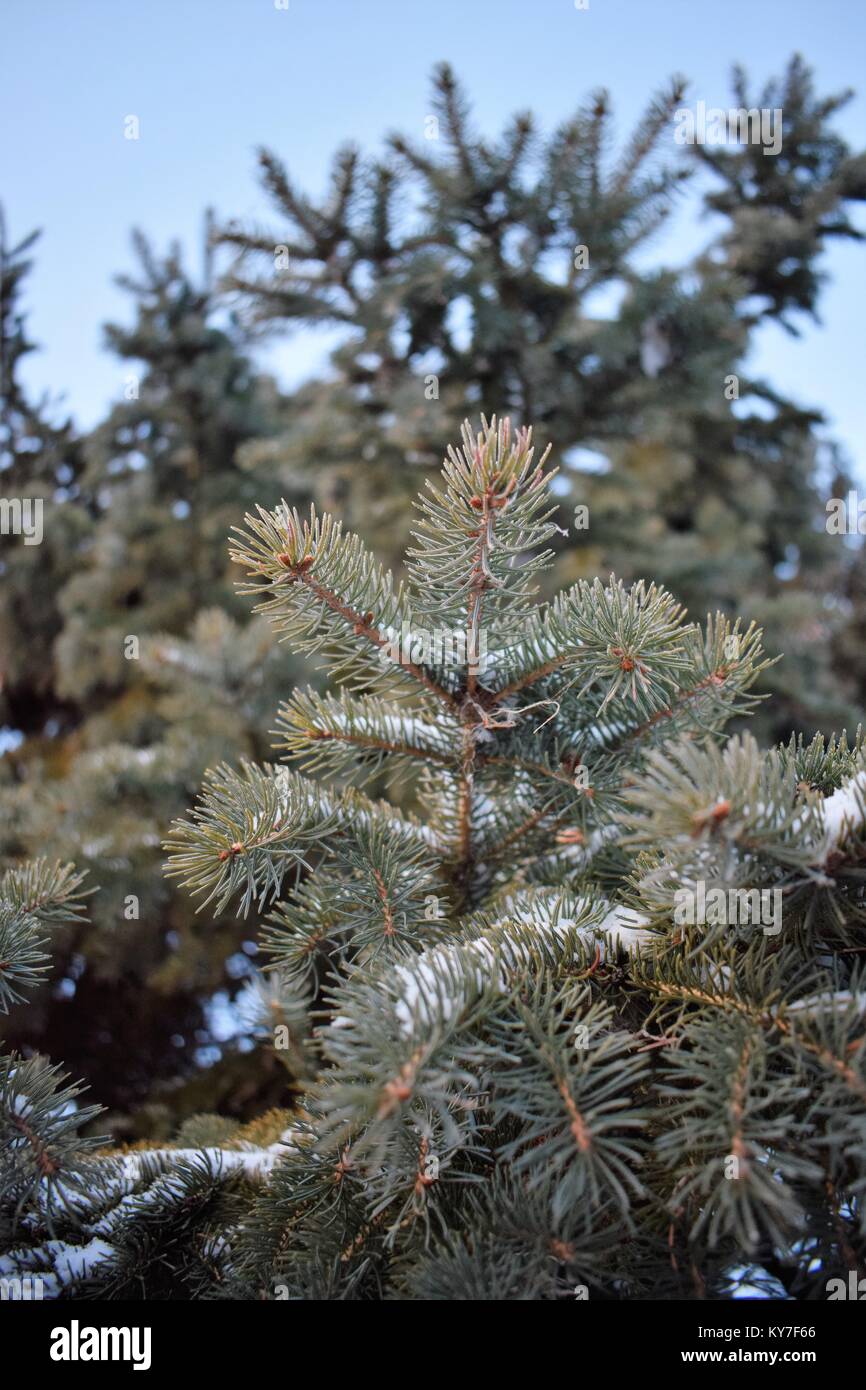 Pine tree in the park Stock Photo - Alamy