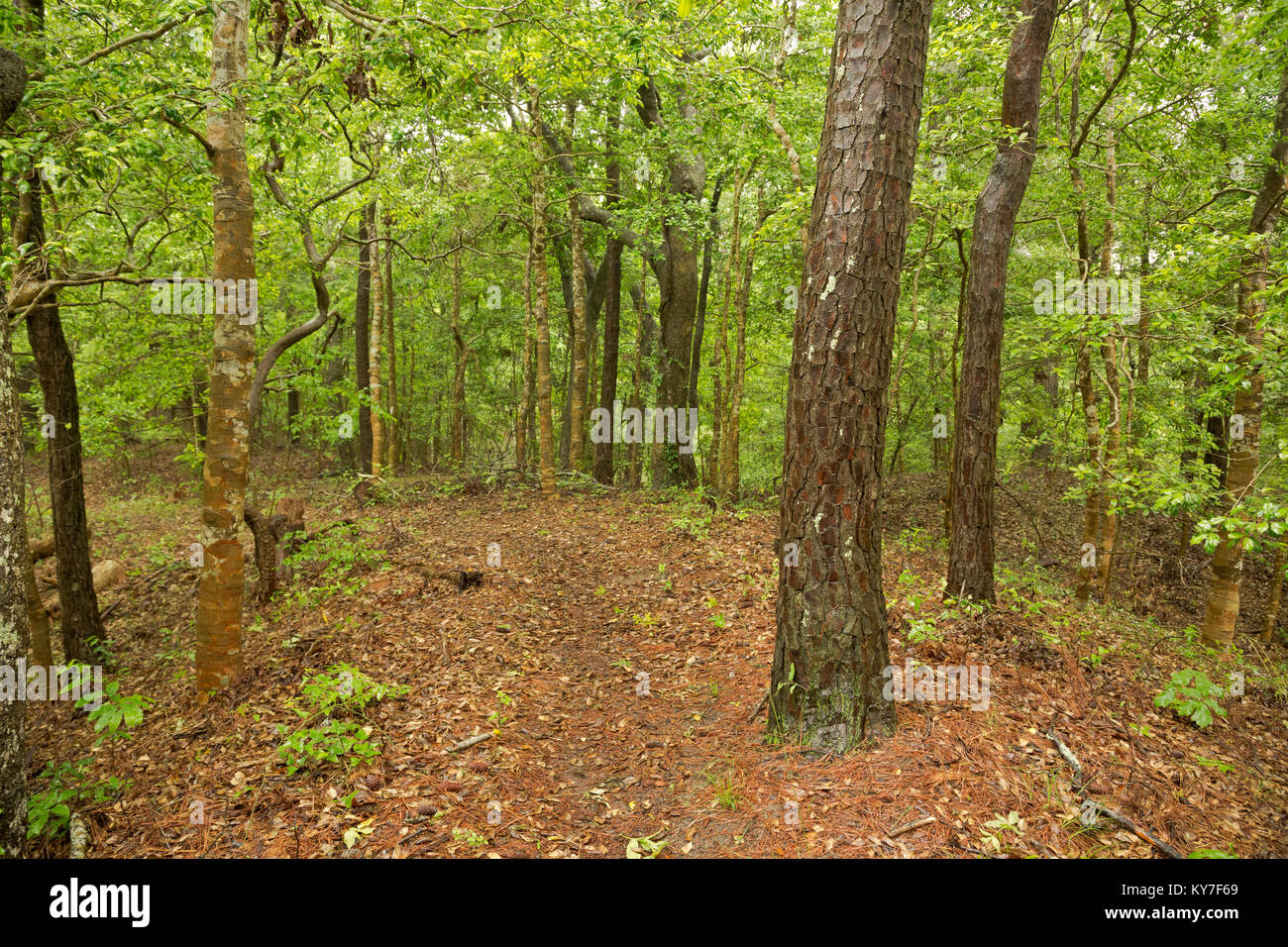 NC01283-00...NORTH CAROLINA -Maritime forest along the Sweetgum Swamp ...