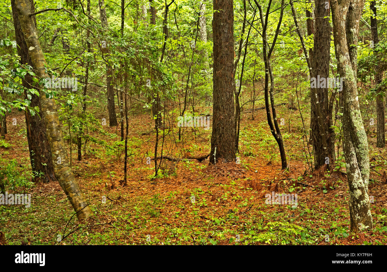 Green Swamp Nature Preserve North Carolina High Resolution Stock ...