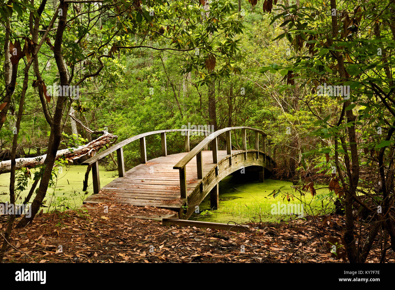 NC01289-00...NORTH CAROLINA - Arched bridge over a marsh on the Center ...