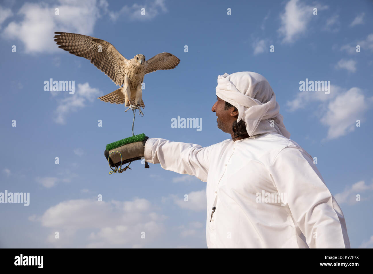 Emirati falcon hi-res stock photography and images - Alamy