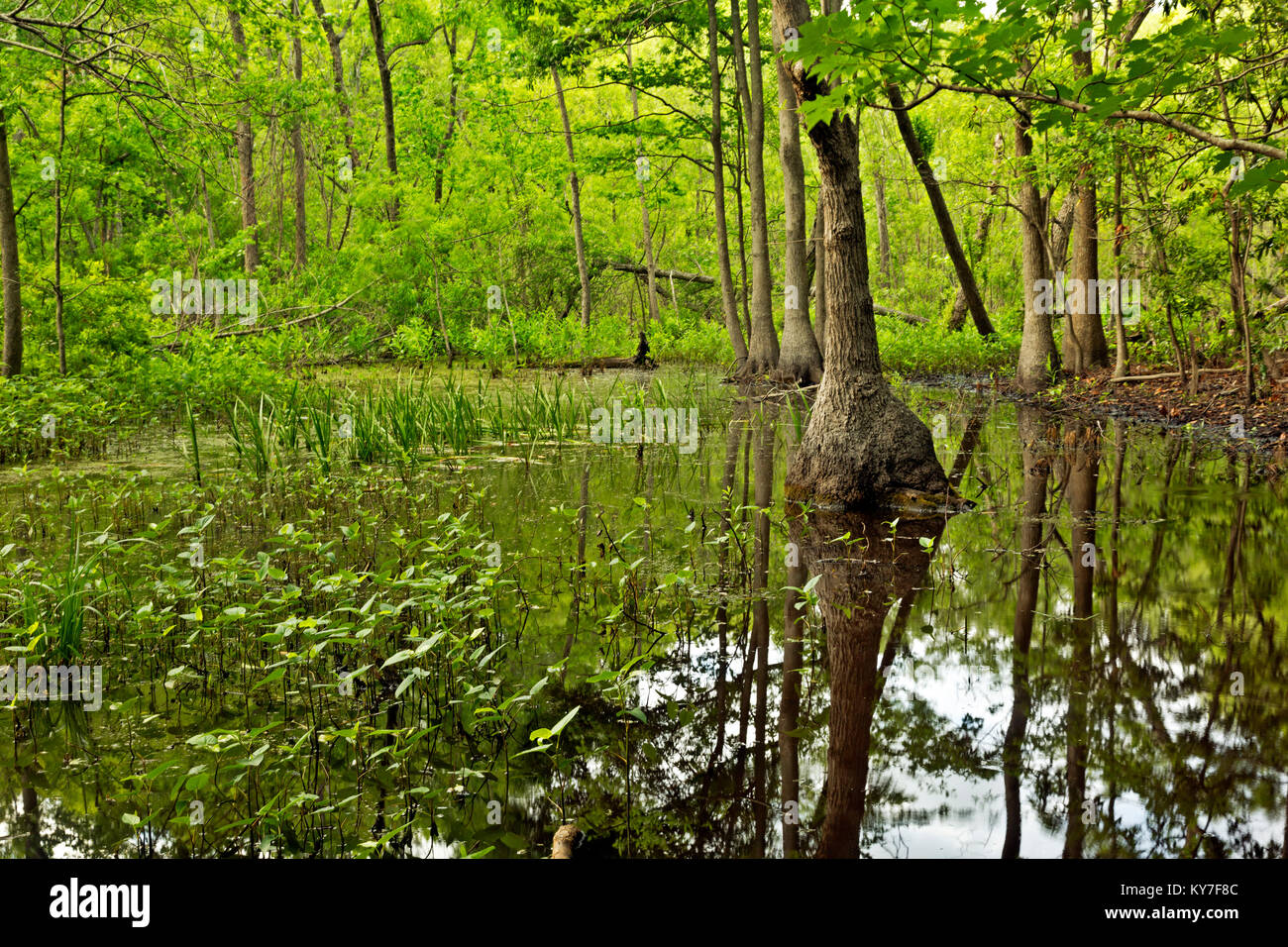 Maritime shrub forest hi-res stock photography and images - Alamy