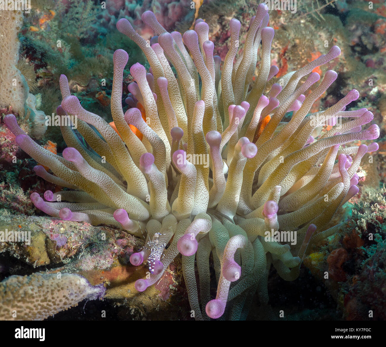 Anemone species hi-res stock photography and images - Alamy