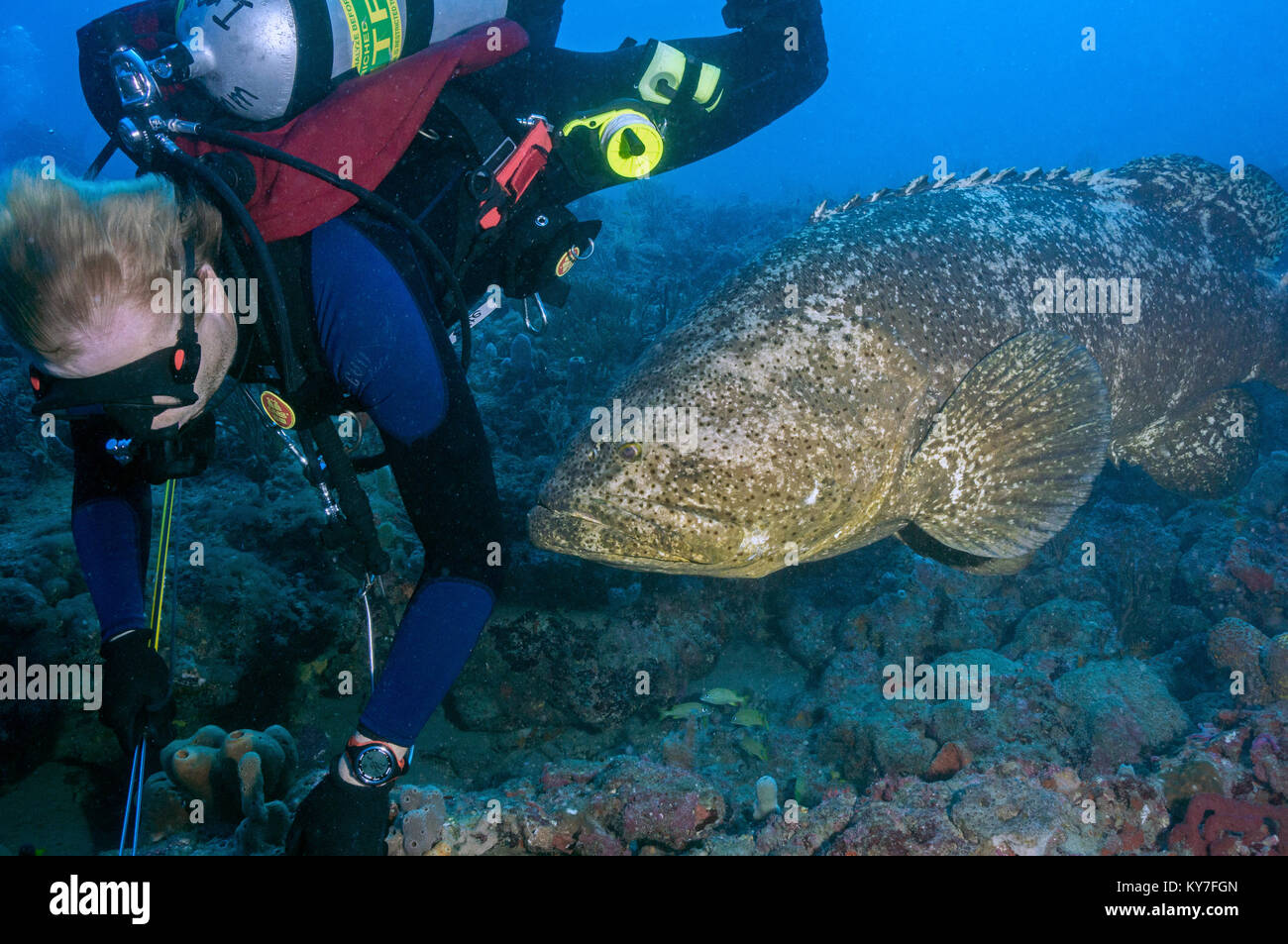 goliath grouper, grouper, jewfish Stock Photo - Alamy